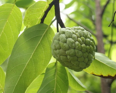 深圳是个果园 不到三平方公里的这里竟有近百种果树